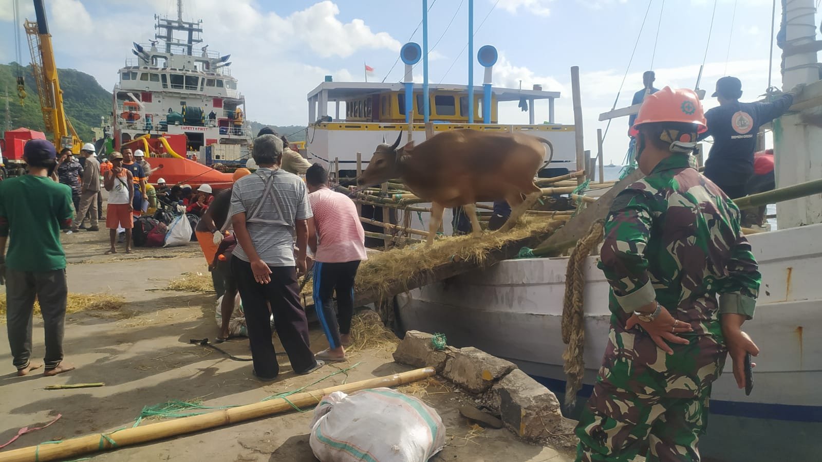 Bongkar Muat Sapi di Pelabuhan Tanjung Wangi, Seekor Sapi Tercebur ke Laut